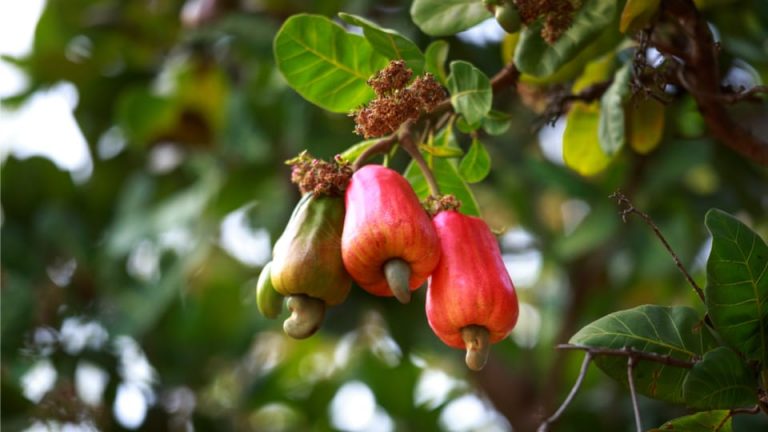 Cashew Fruit 101 | LorentaNuts.com